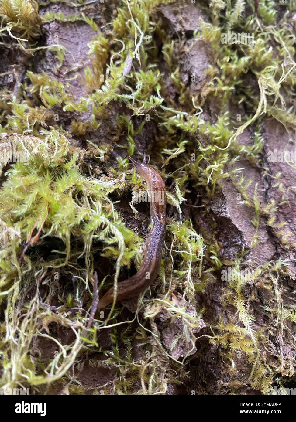 Reticulate Taildropper (Prophysaon andersonii Stock Photo - Alamy