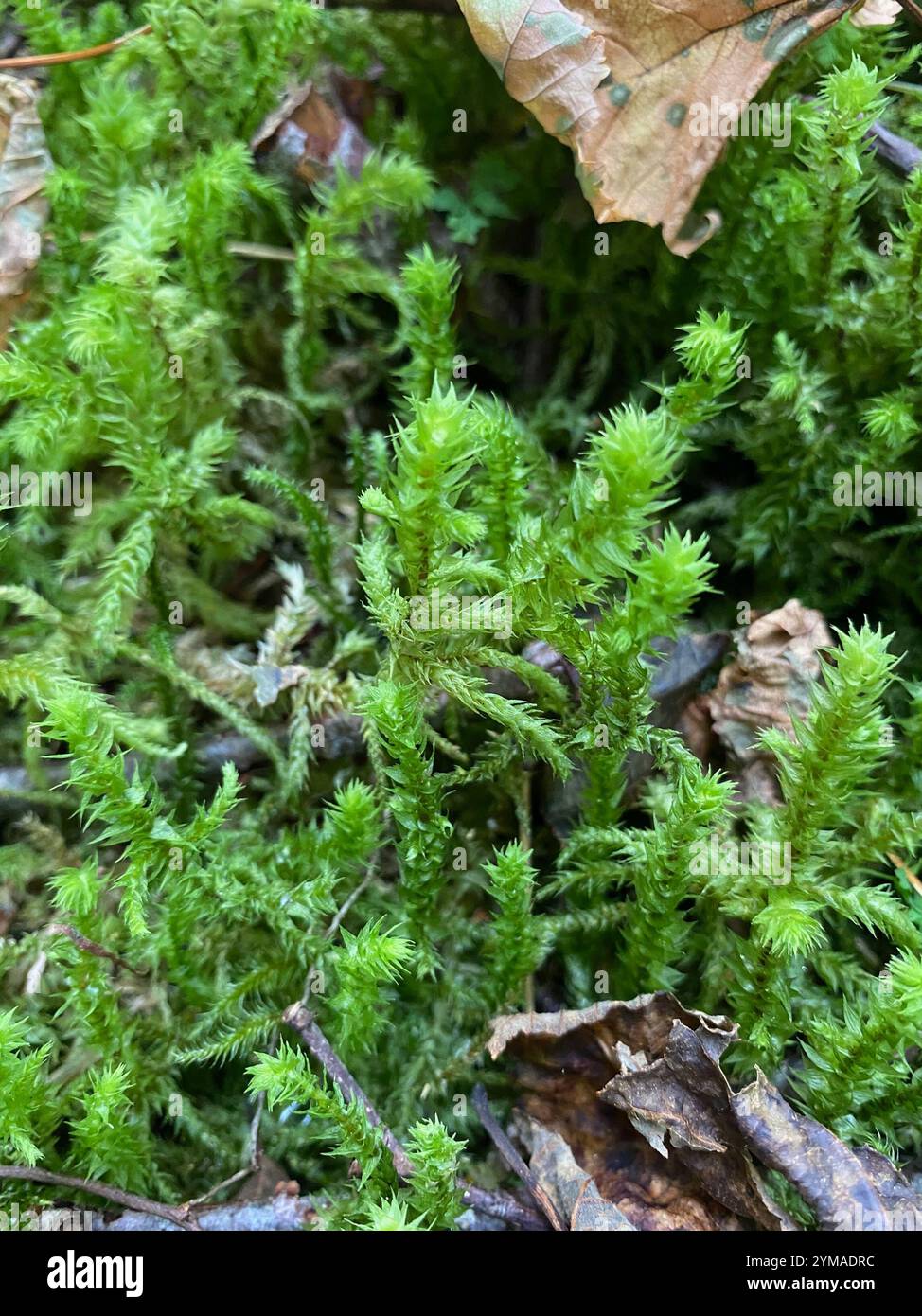 rough goose neck moss (Hylocomiadelphus triquetrus Stock Photo - Alamy