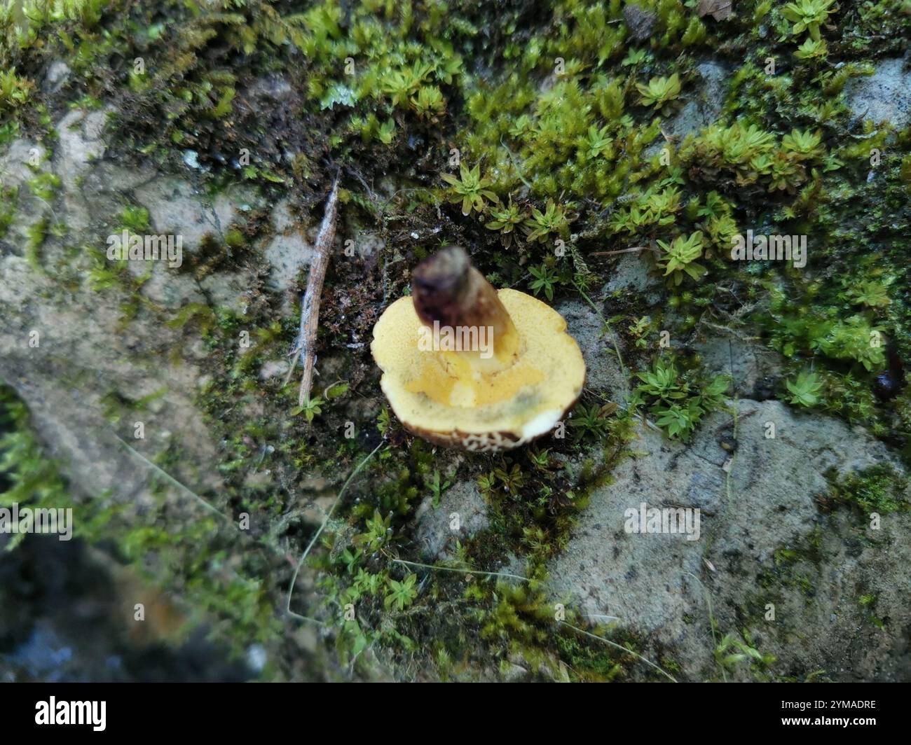Red-cracking Bolete (Xerocomellus chrysenteron Stock Photo - Alamy