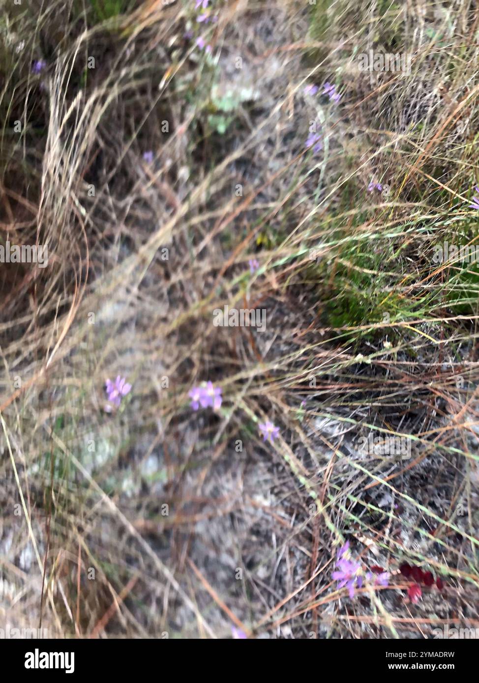 Eastern Silver Aster (Symphyotrichum concolor Stock Photo - Alamy