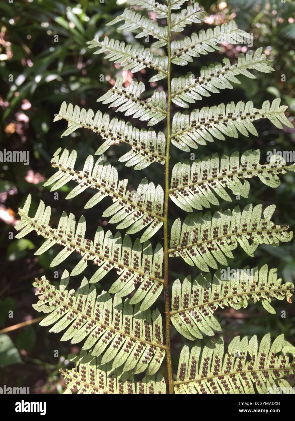 scaly tree ferns (Cyatheaceae Stock Photo - Alamy