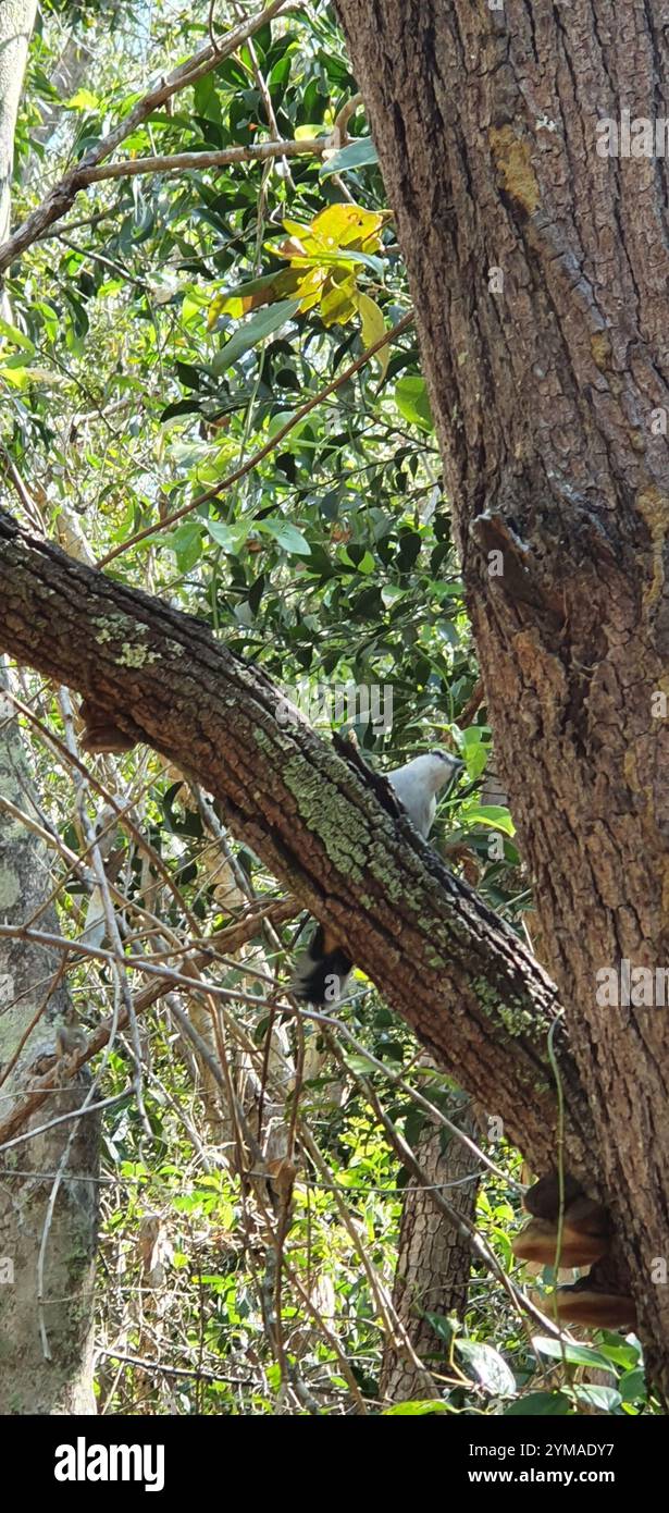 Varied Triller (Lalage leucomela Stock Photo - Alamy