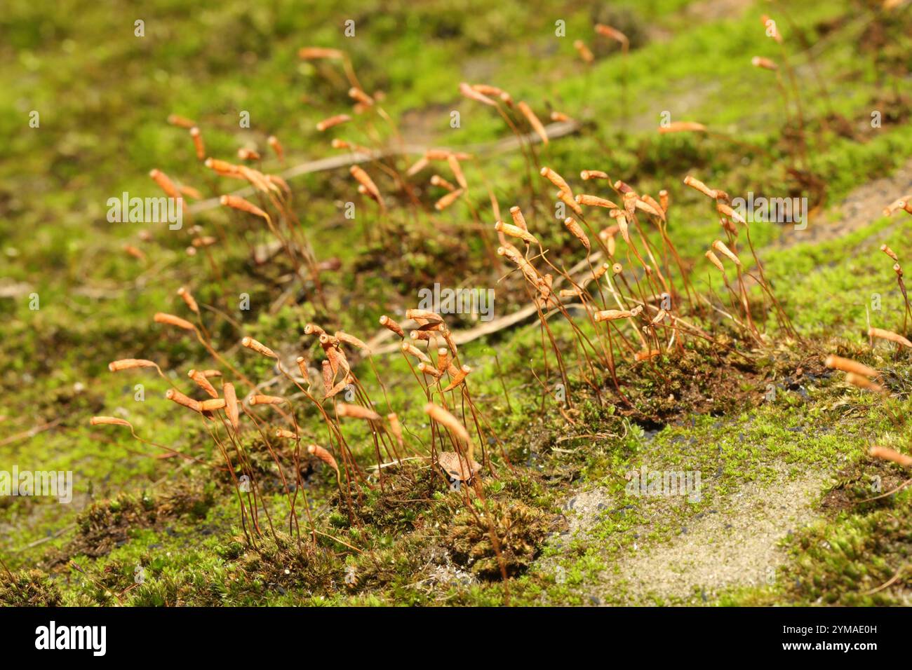 Capillary Thread-moss (Ptychostomum capillare Stock Photo - Alamy