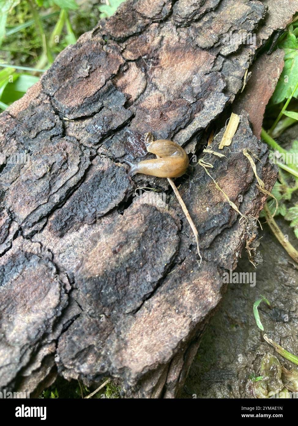 Greenhouse Slug (Milax gagates Stock Photo - Alamy