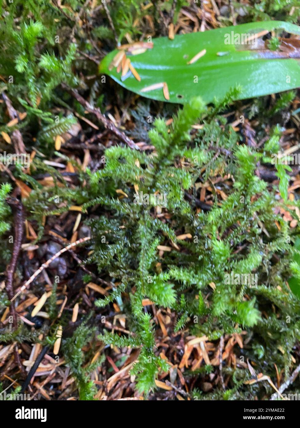 rough goose neck moss (Hylocomiadelphus triquetrus Stock Photo - Alamy