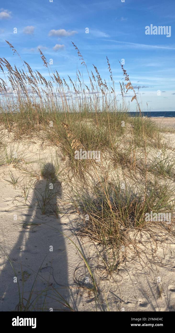 sea oats (Uniola paniculata Stock Photo - Alamy