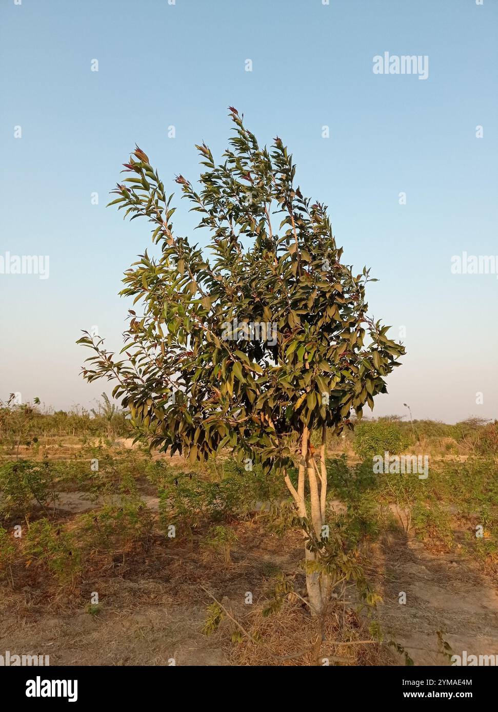 Java plum (Syzygium cumini Stock Photo - Alamy