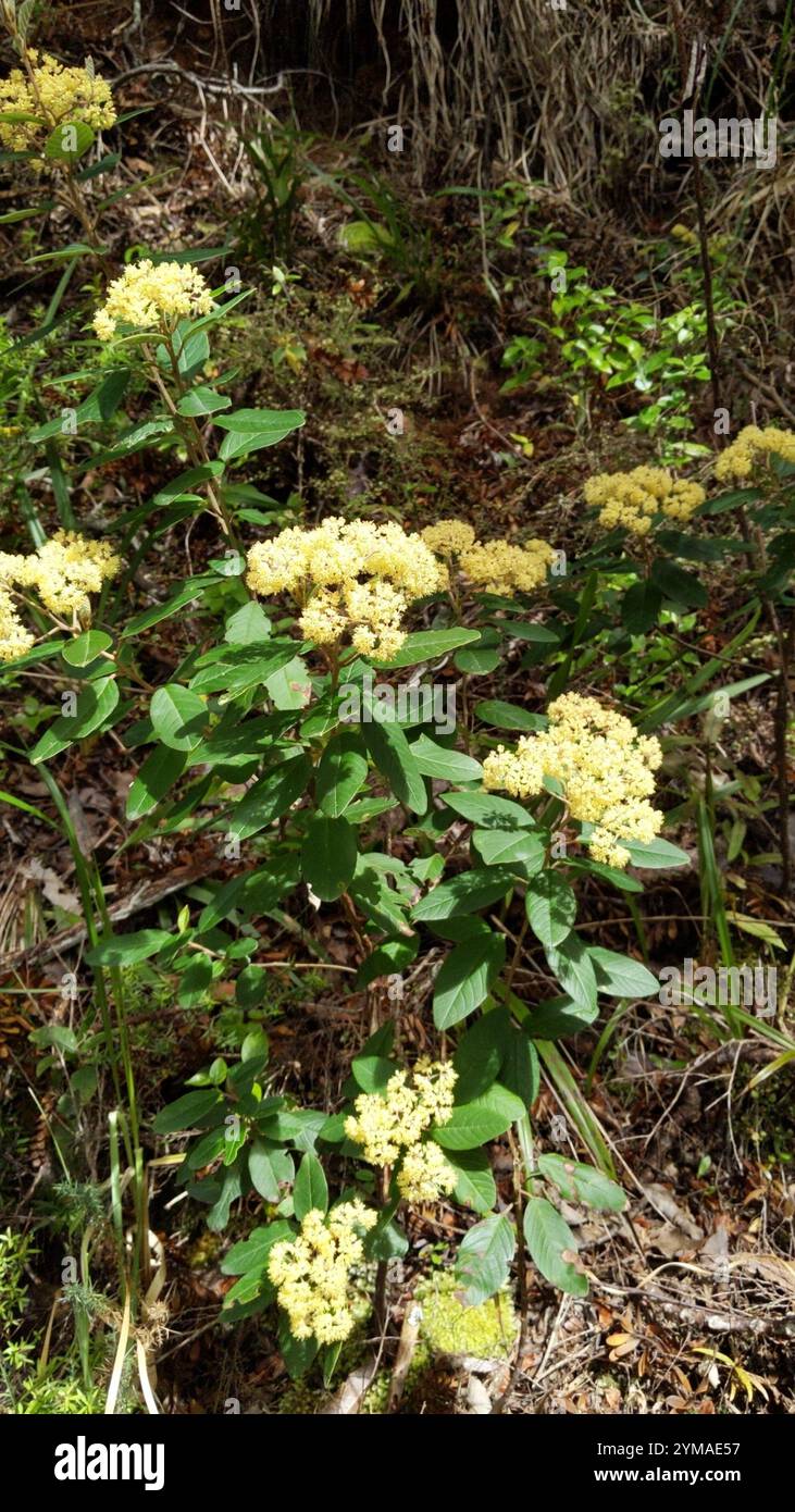 Kumarahou hi-res stock photography and images - Alamy