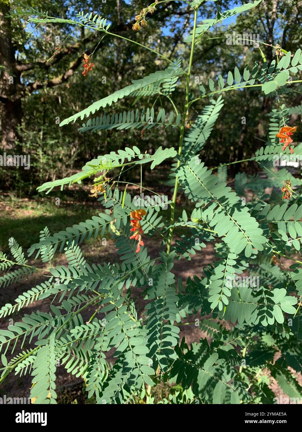 Bladder Pod (Sesbania vesicaria Stock Photo - Alamy