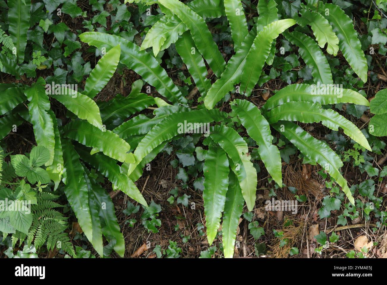 Hart's-tongue fern (Asplenium scolopendrium Stock Photo - Alamy