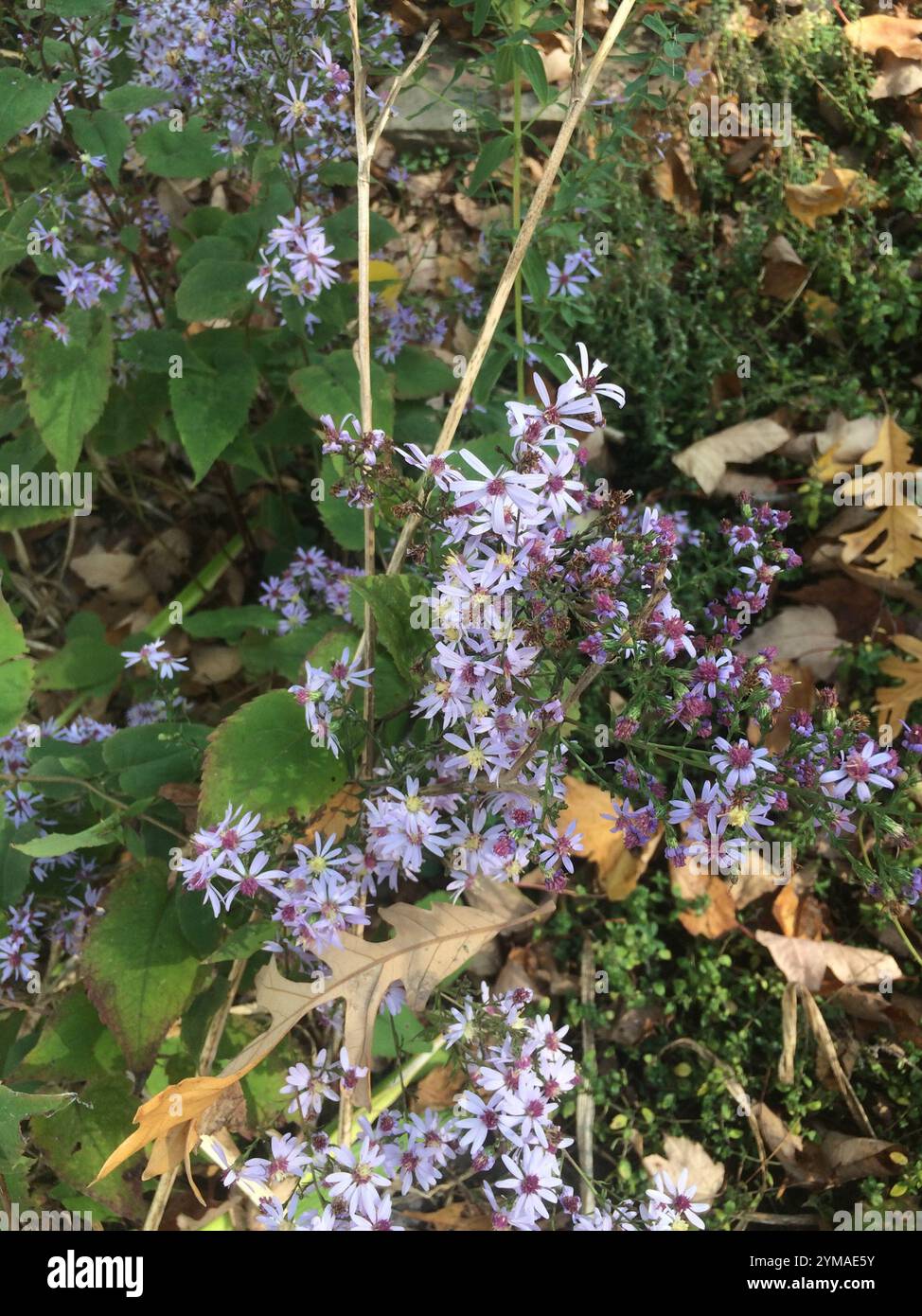 Common Blue Wood Aster (Symphyotrichum cordifolium Stock Photo - Alamy