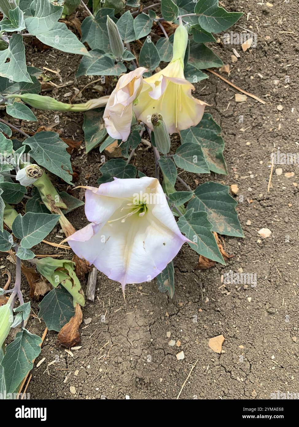 Sacred Datura (Datura wrightii Stock Photo - Alamy