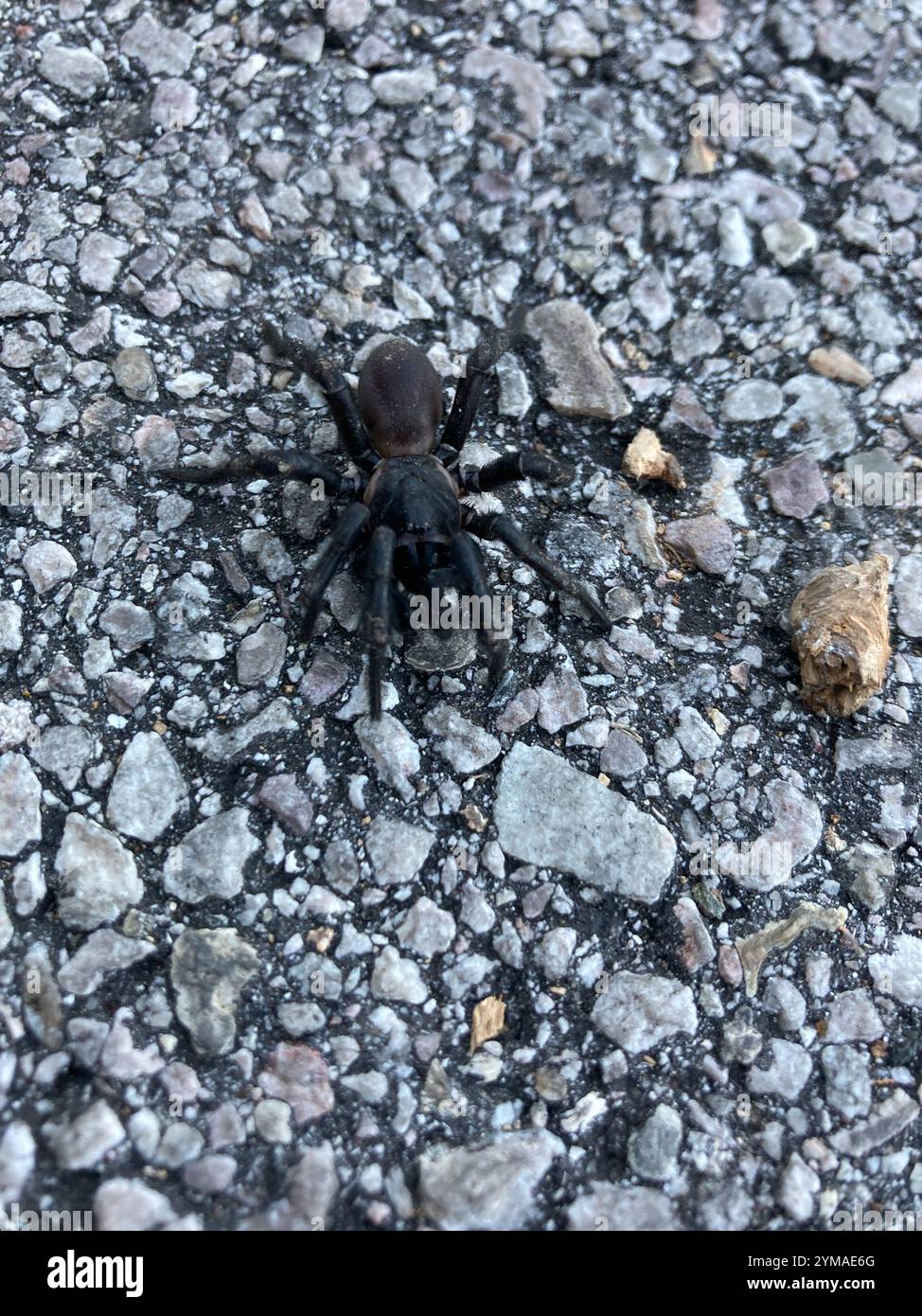 Wafer-lid Trapdoor Spiders (Euctenizidae Stock Photo - Alamy