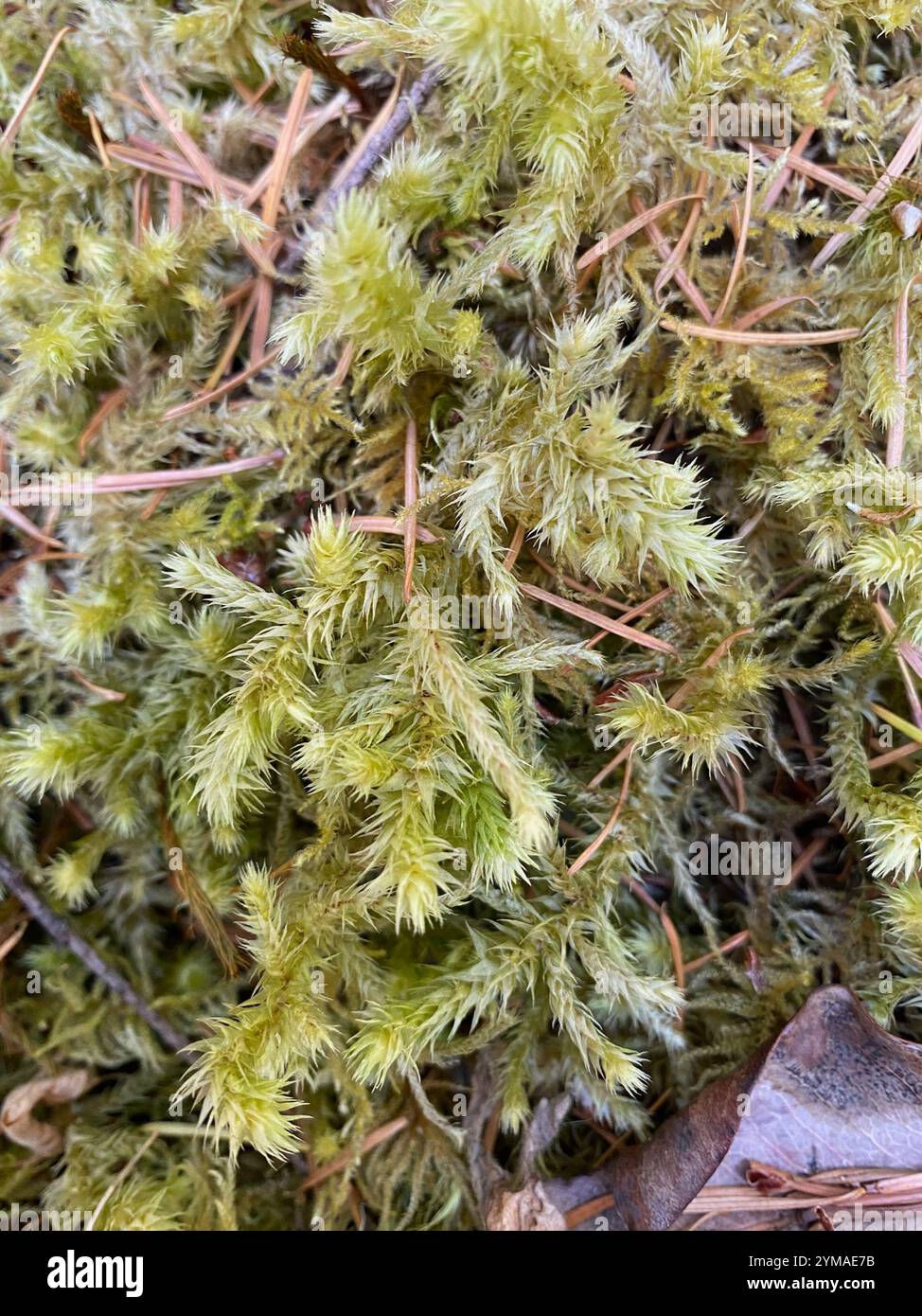 rough goose neck moss (Hylocomiadelphus triquetrus Stock Photo - Alamy