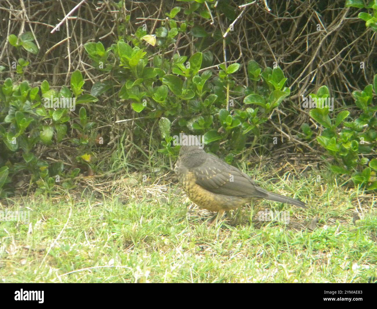 Cape Olive Thrush (Turdus olivaceus olivaceus Stock Photo - Alamy