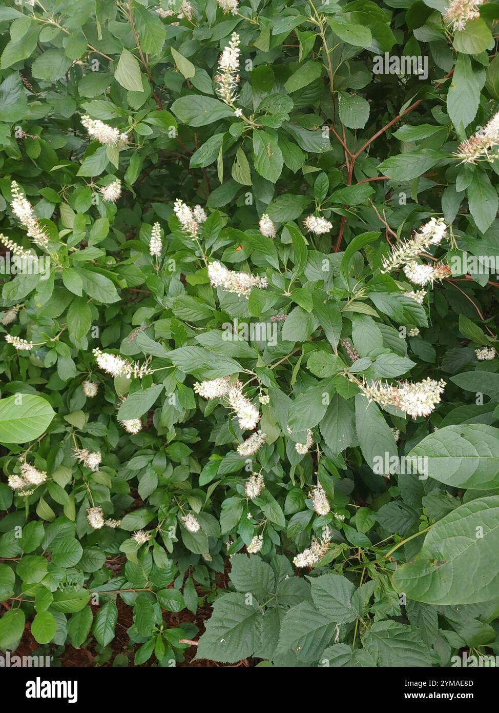 Sweet Pepperbush (Clethra alnifolia Stock Photo - Alamy