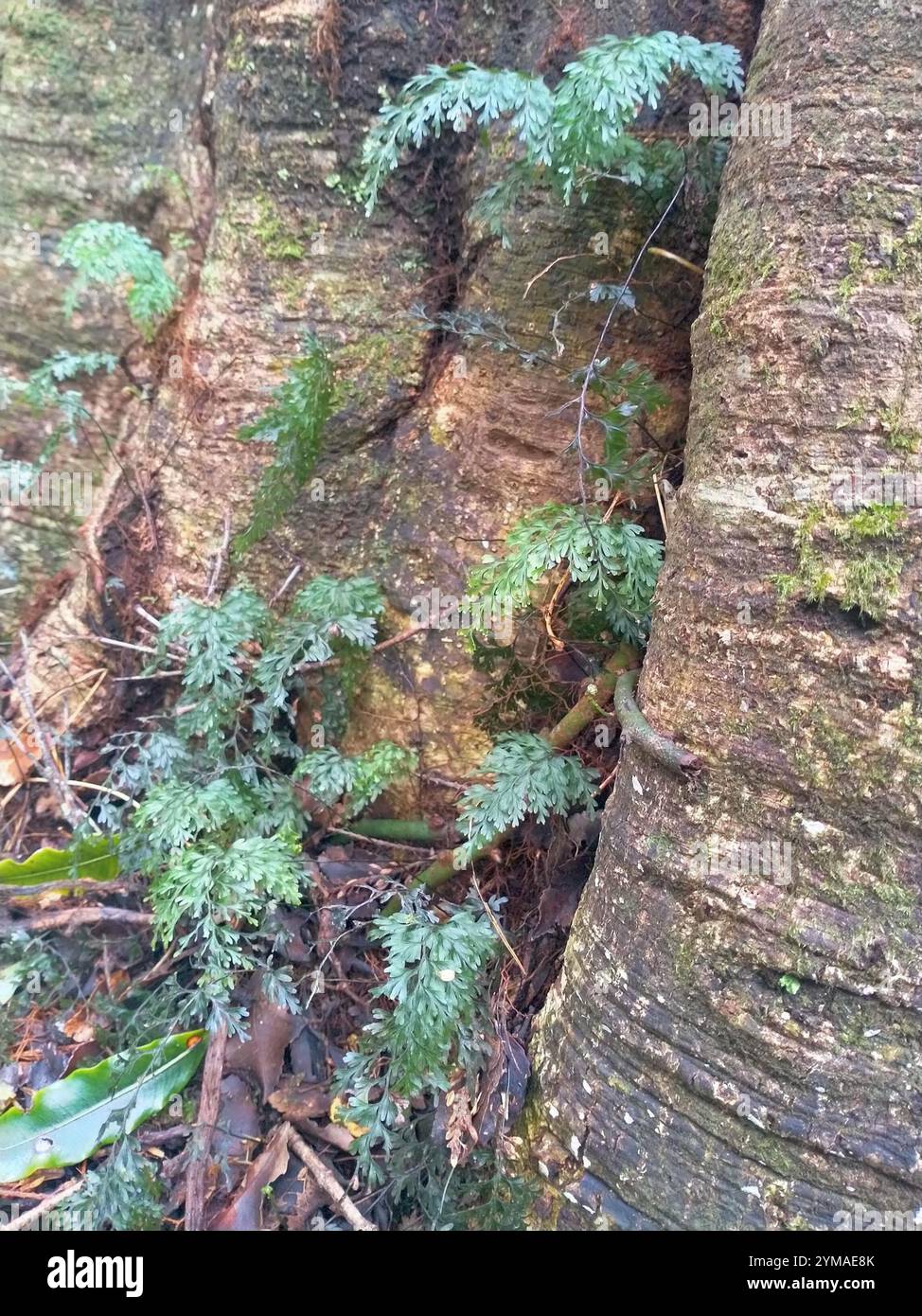 drooping filmy fern (Hymenophyllum demissum Stock Photo - Alamy