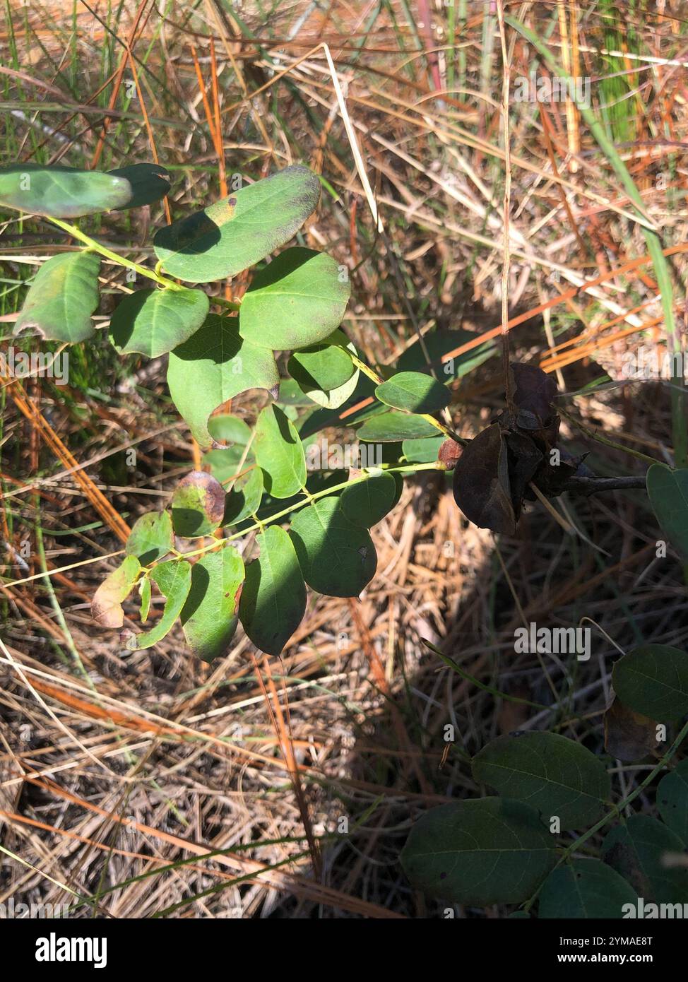 dwarf bristly locust (Robinia hispida nana Stock Photo - Alamy