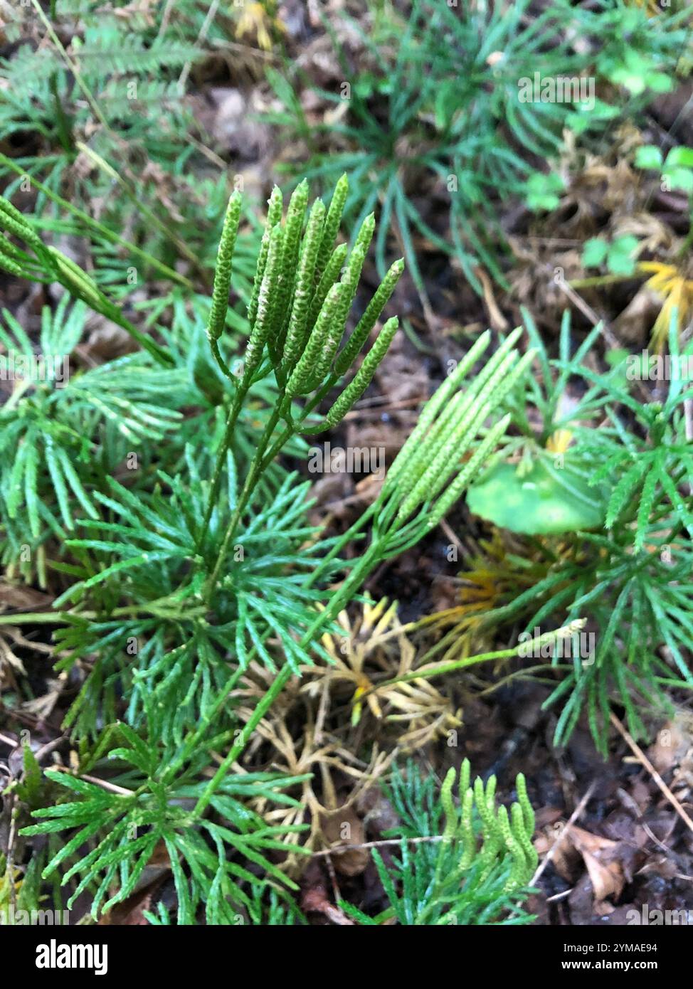 fan clubmoss (Diphasiastrum digitatum Stock Photo - Alamy