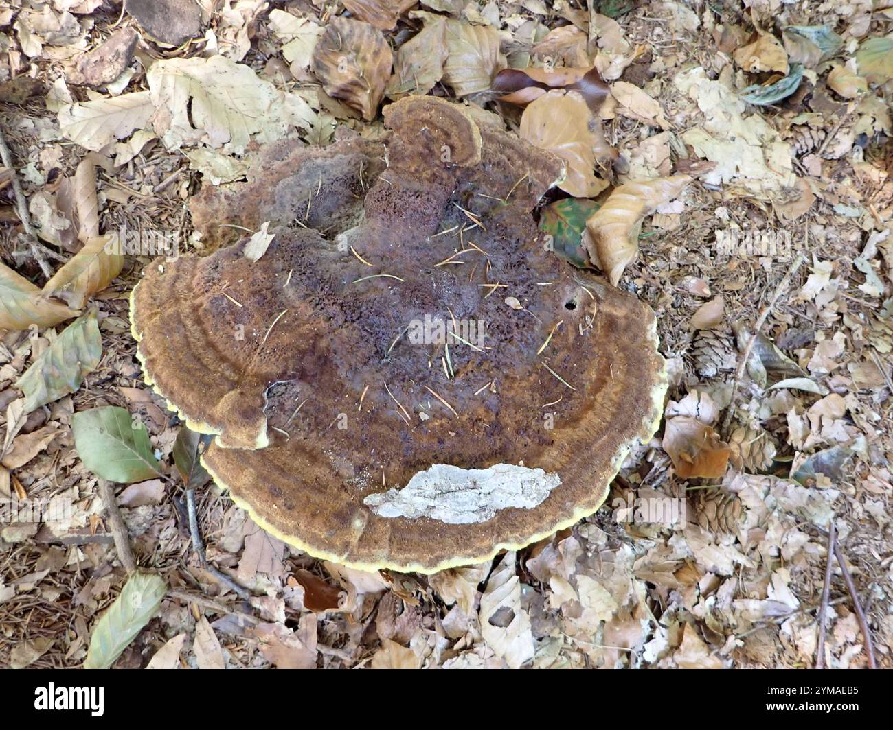 Dyer's Polypore (Phaeolus schweinitzii Stock Photo - Alamy