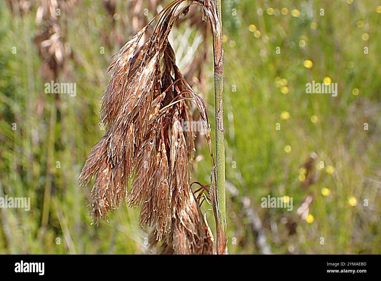 Silver Thatchreed (Thamnochortus cinereus Stock Photo - Alamy