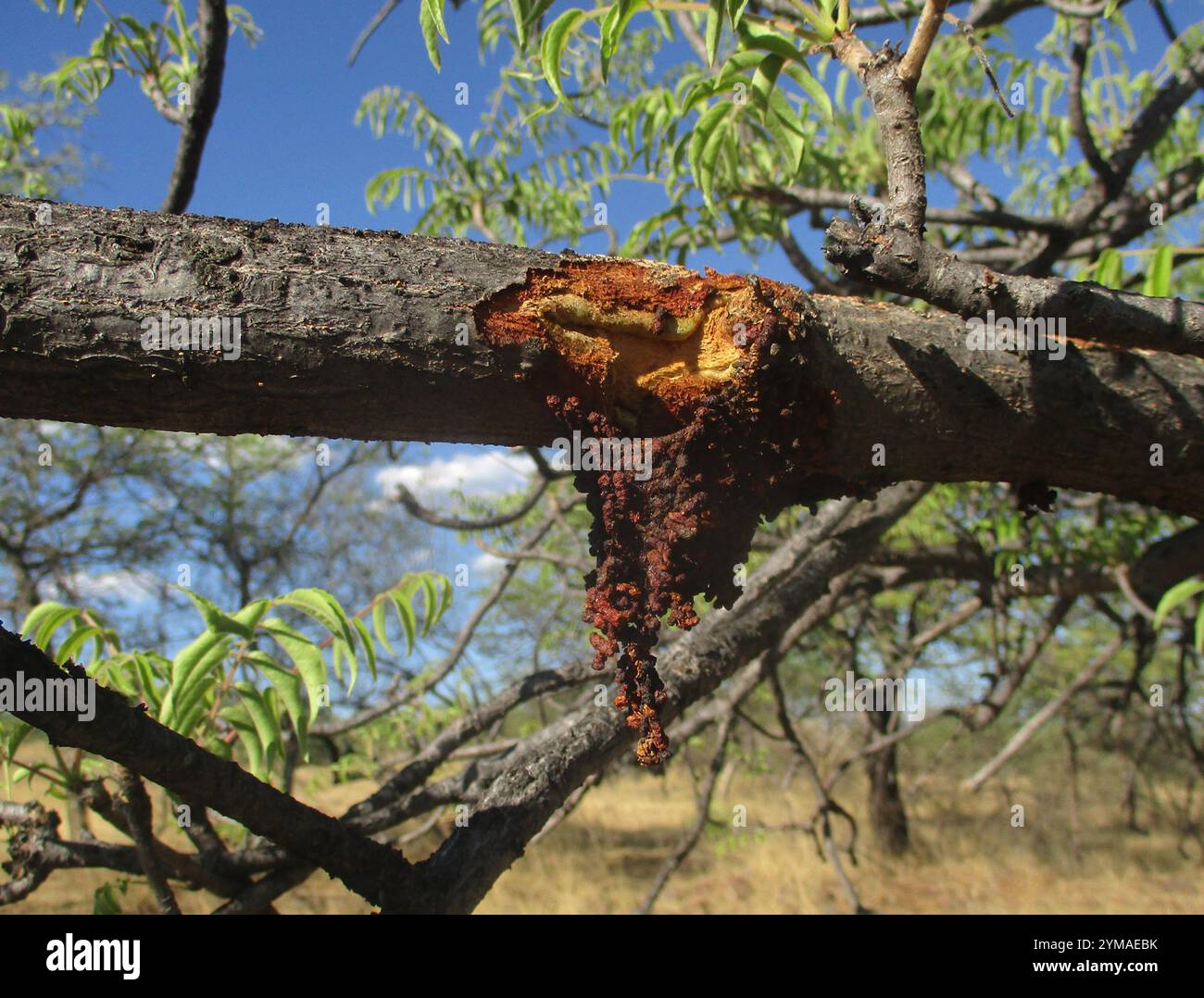 Kirkia (Kirkia acuminata Stock Photo - Alamy