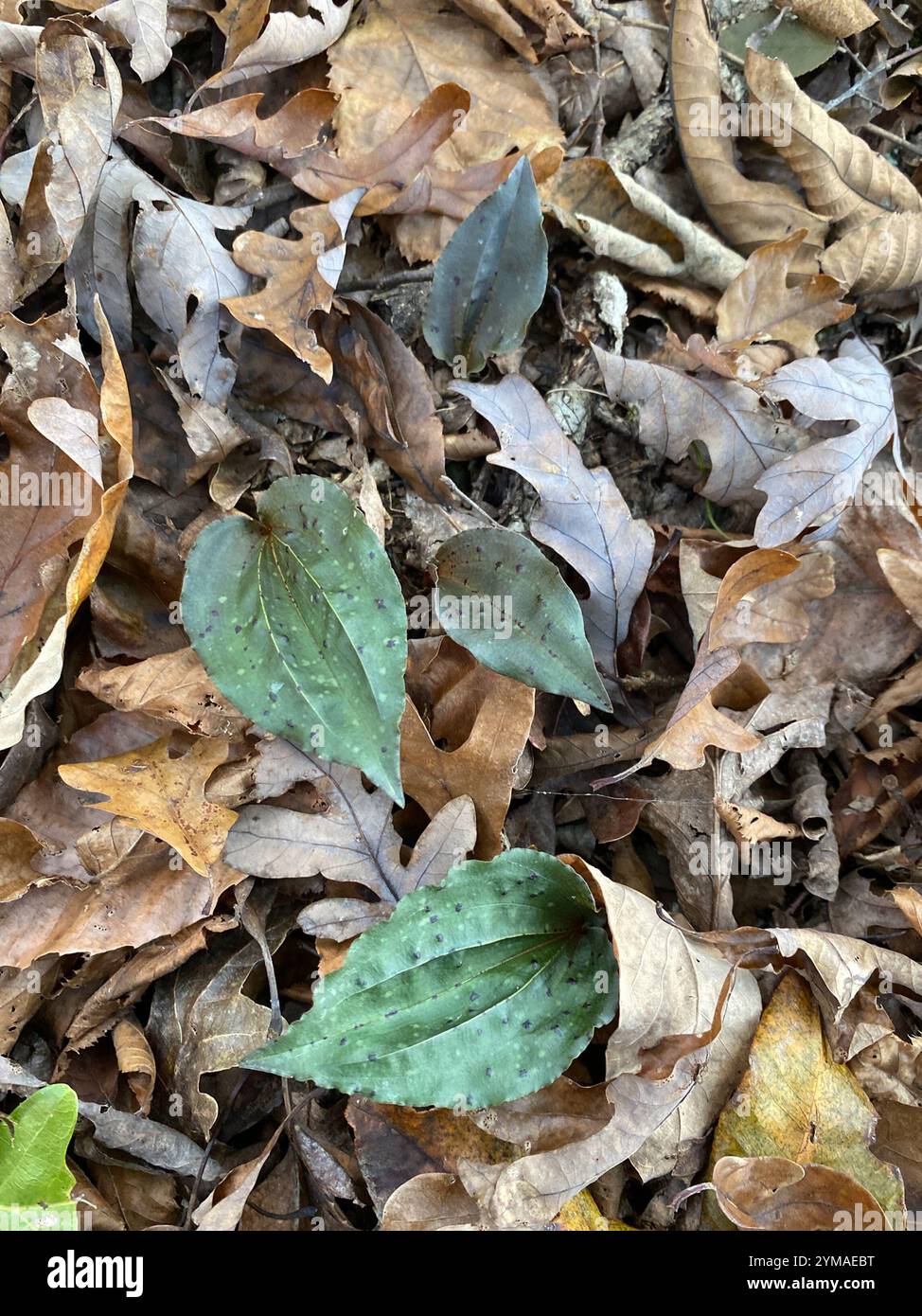 crane-fly orchid (Tipularia discolor Stock Photo - Alamy