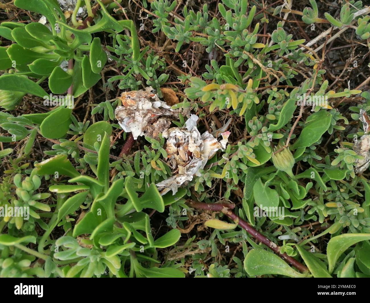 Cape Clawless Otter (Aonyx capensis capensis Stock Photo - Alamy