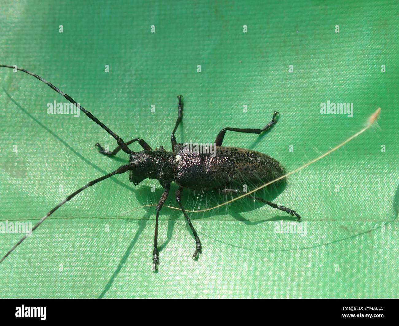 White-spotted Sawyer (Monochamus scutellatus Stock Photo - Alamy