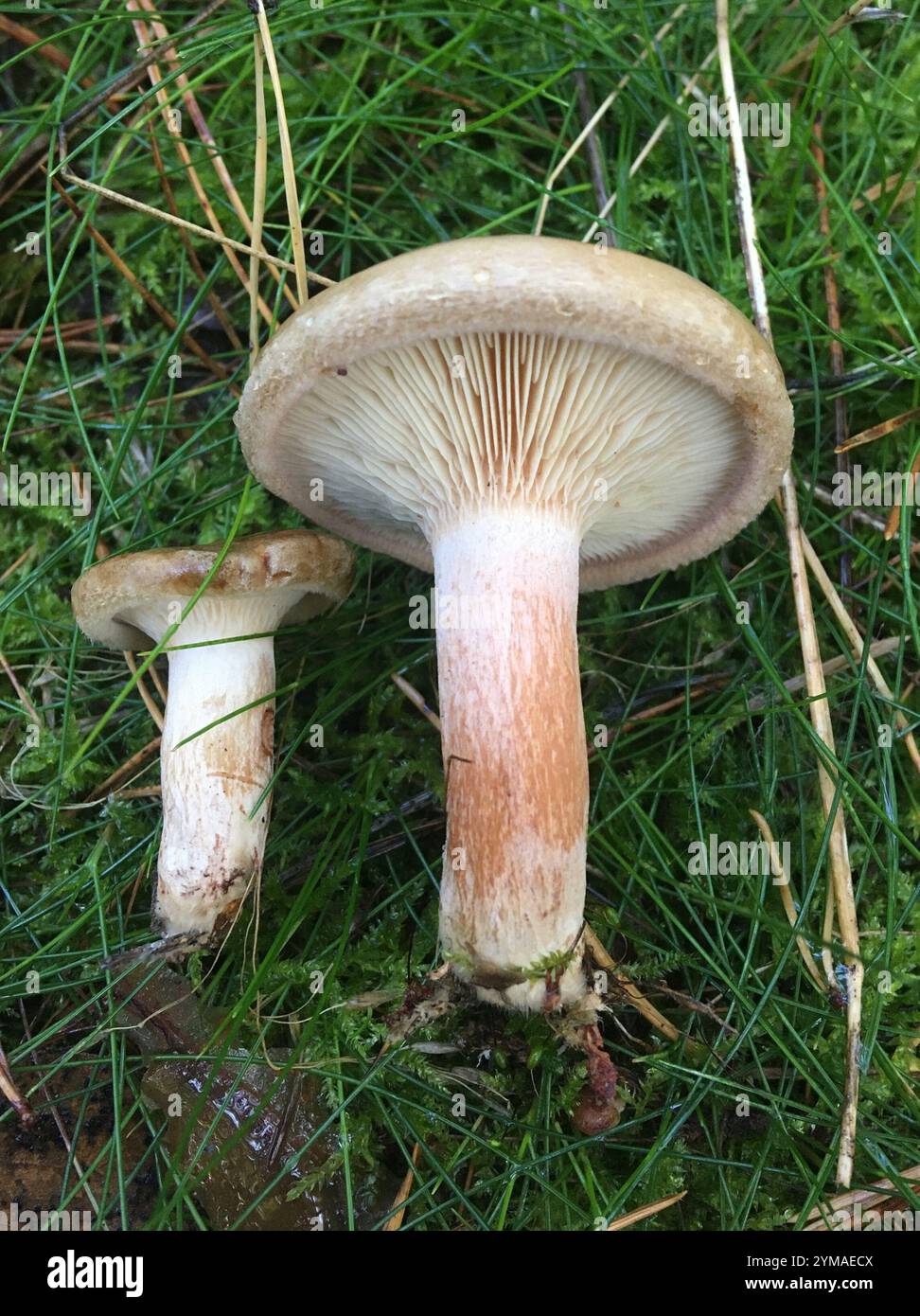 Brown Roll-Rim (Paxillus involutus Stock Photo - Alamy