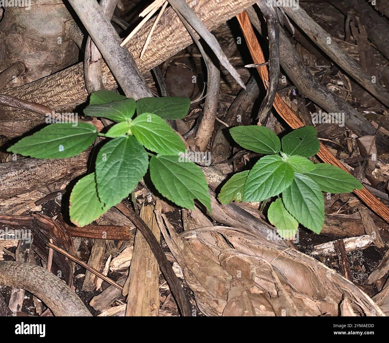 Field Copperleaf (Acalypha arvensis Stock Photo - Alamy