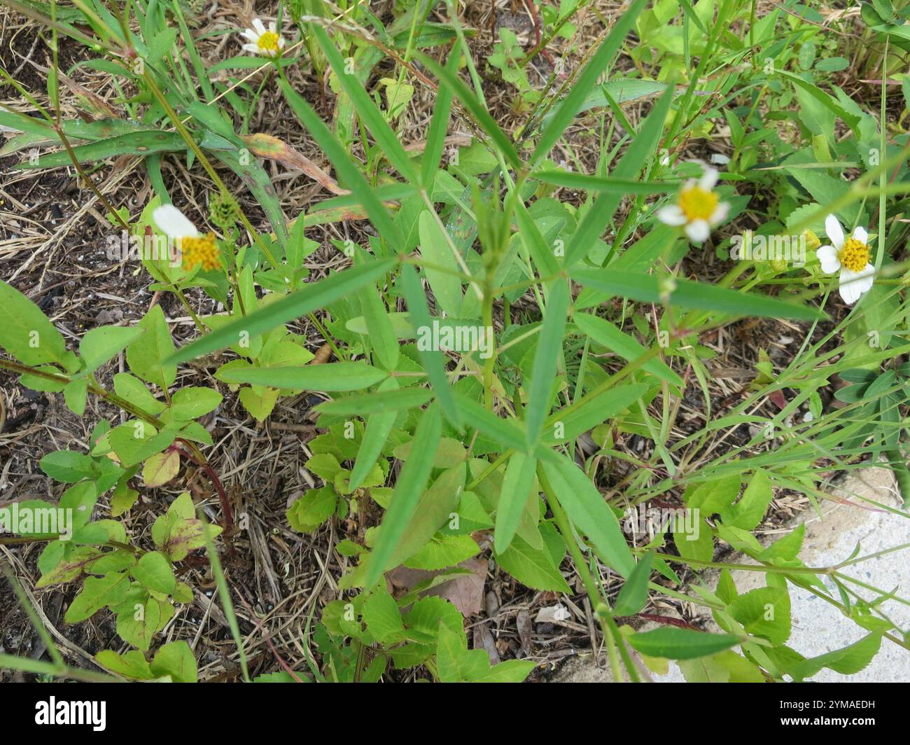 lanceleaf rattlebox (Crotalaria lanceolata Stock Photo - Alamy
