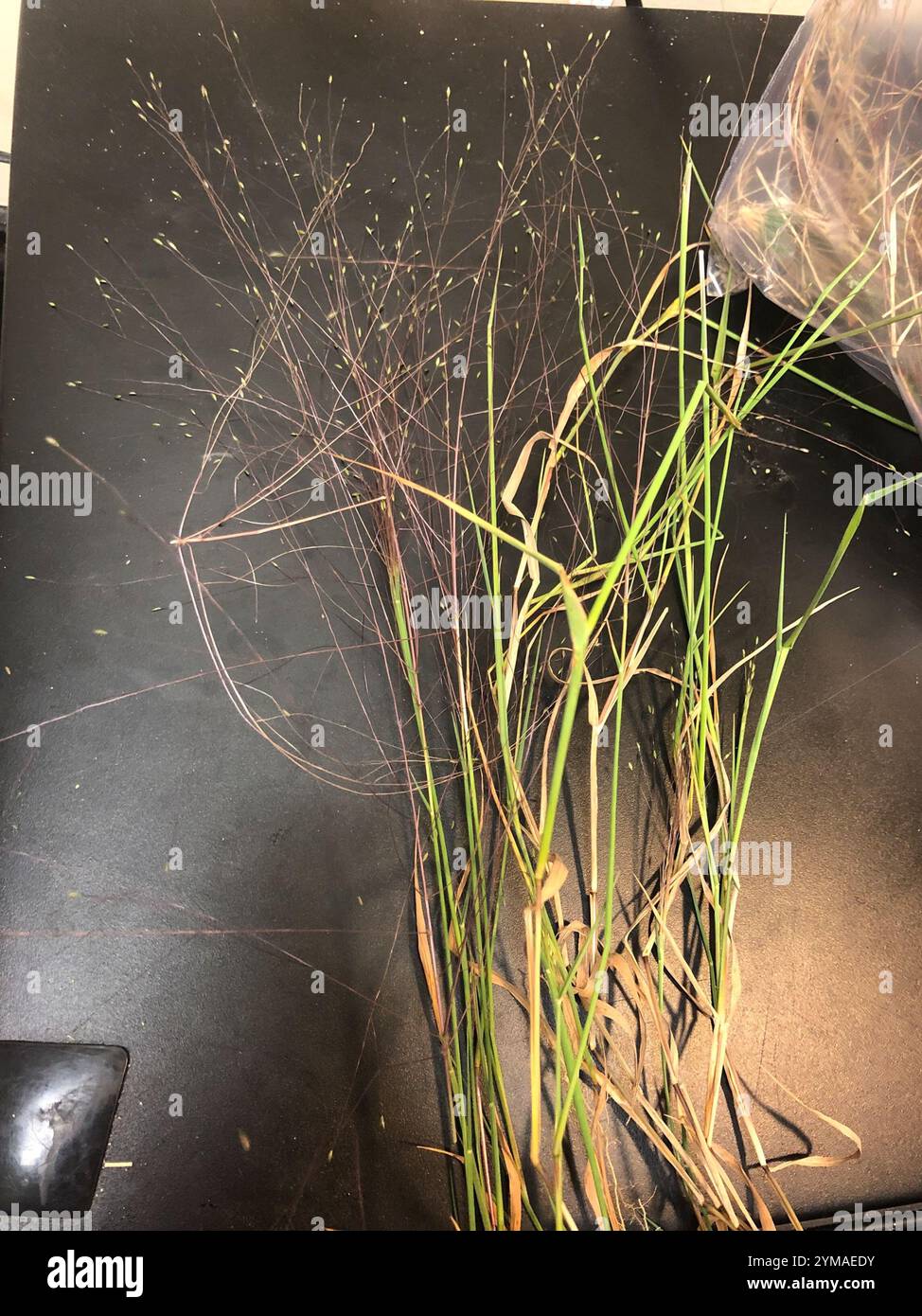 Fall Witchgrass (Digitaria cognata Stock Photo - Alamy