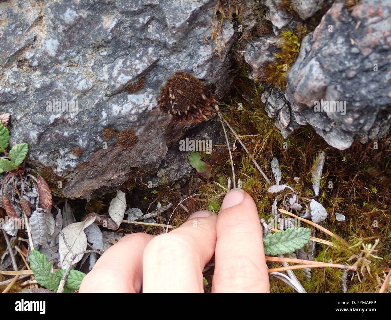Narrow Mushroom-headed Liverwort (Marchantia quadrata Stock Photo - Alamy