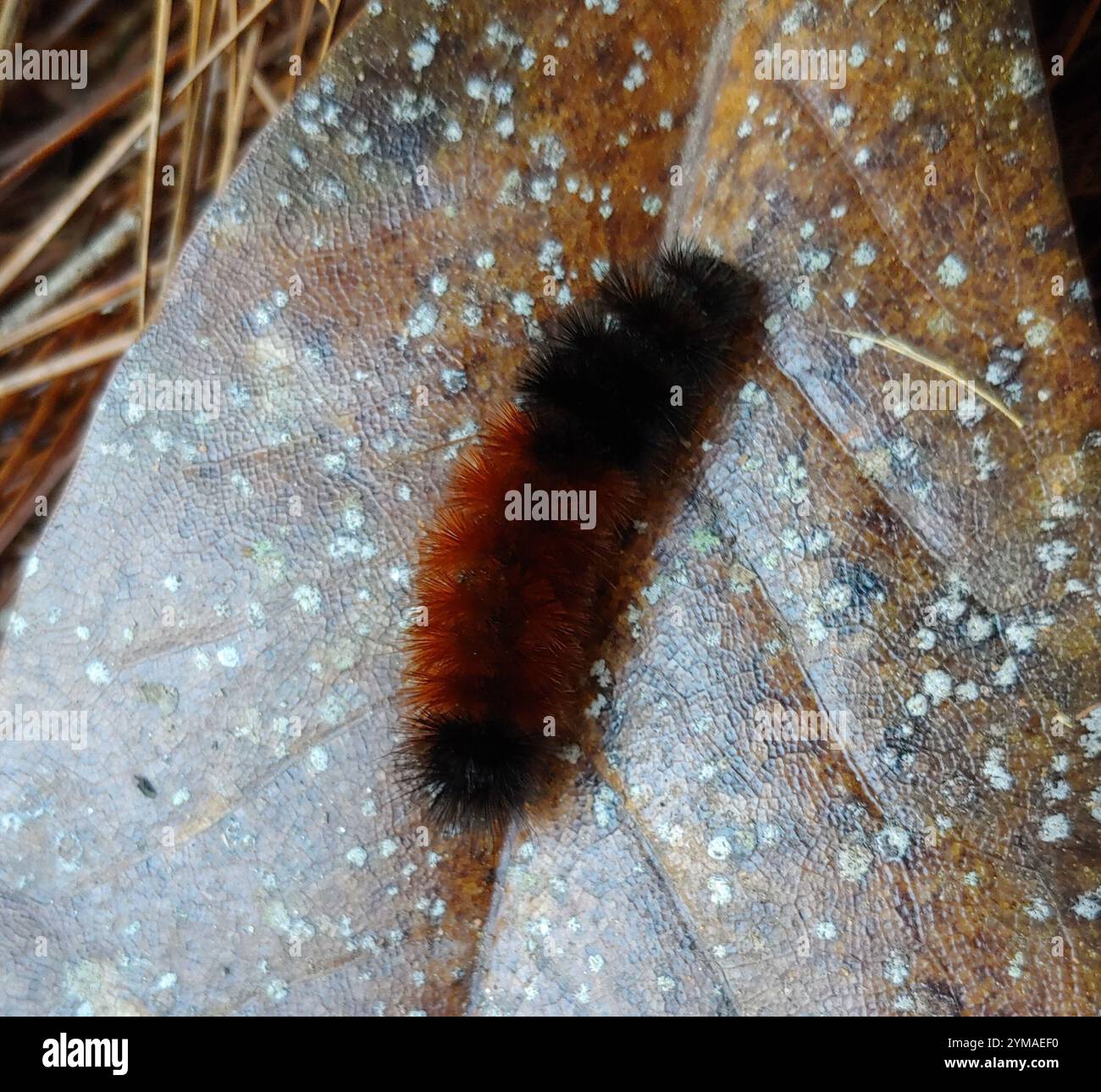 Isabella moth hi-res stock photography and images - Alamy