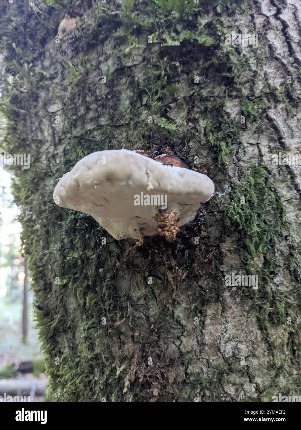 Red-banded Polypore (Fomitopsis pinicola Stock Photo - Alamy