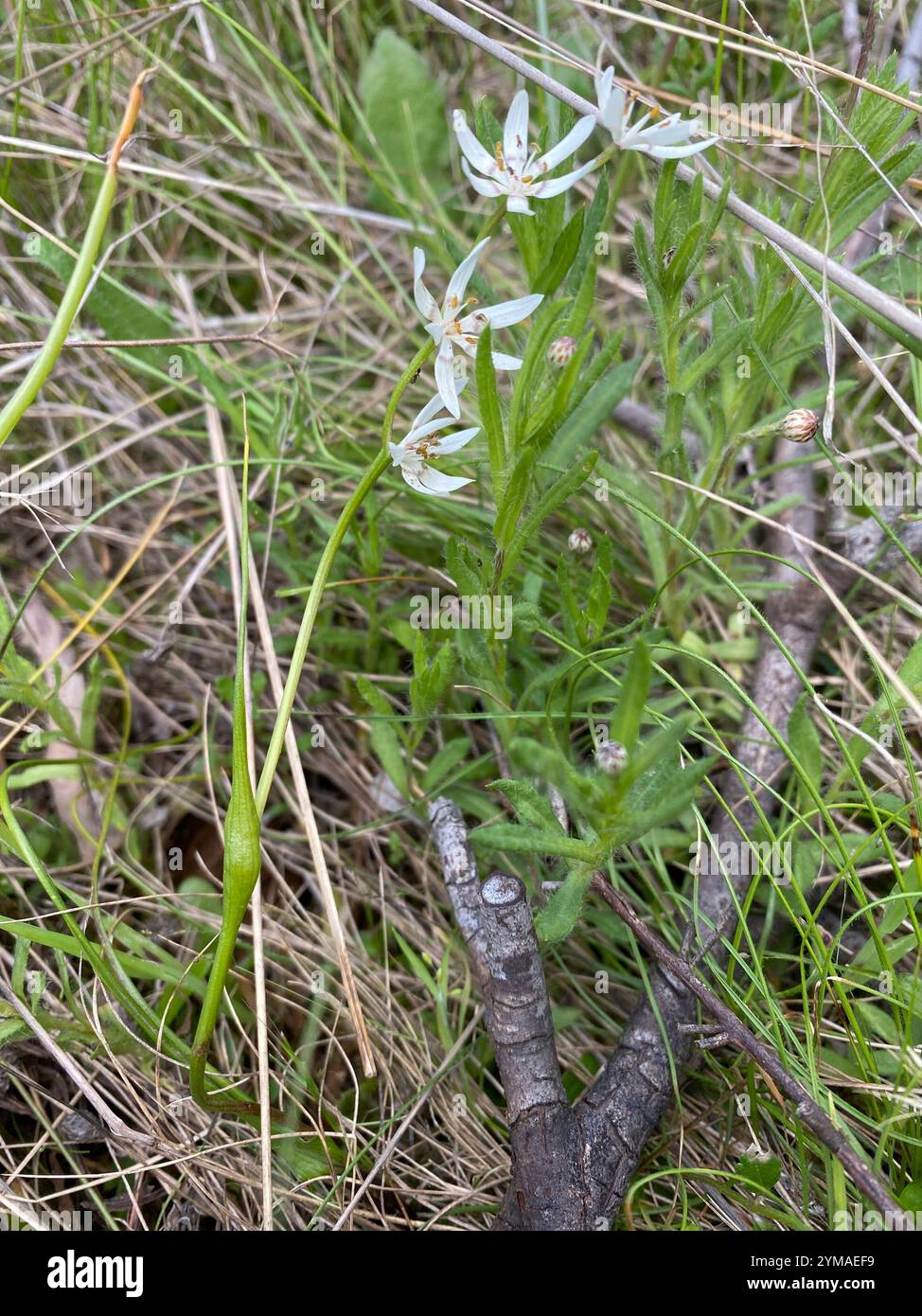Early Nancy (Wurmbea dioica Stock Photo - Alamy