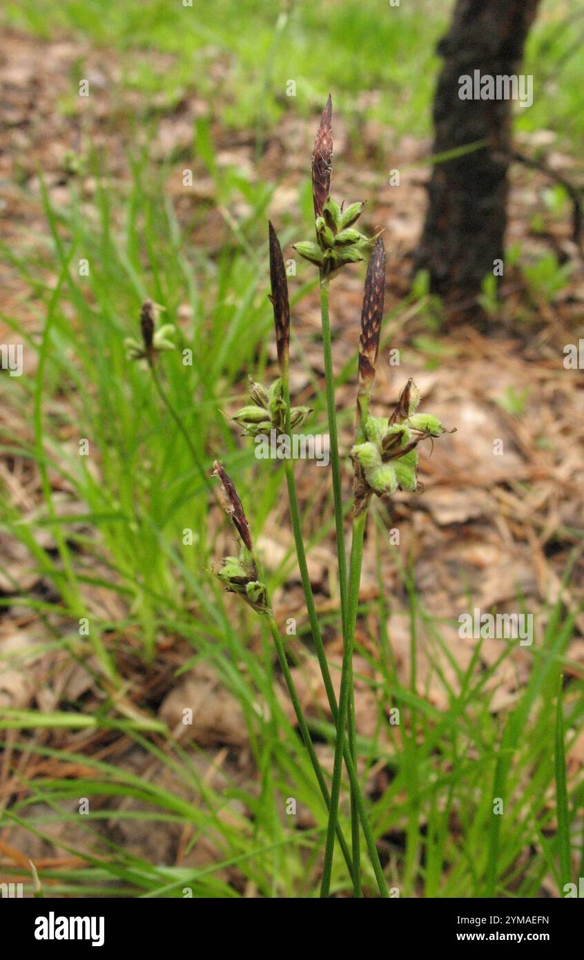 Carex supina hi-res stock photography and images - Alamy