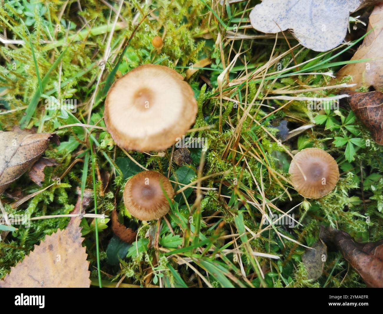 Common Conecap (Pholiotina rugosa Stock Photo - Alamy