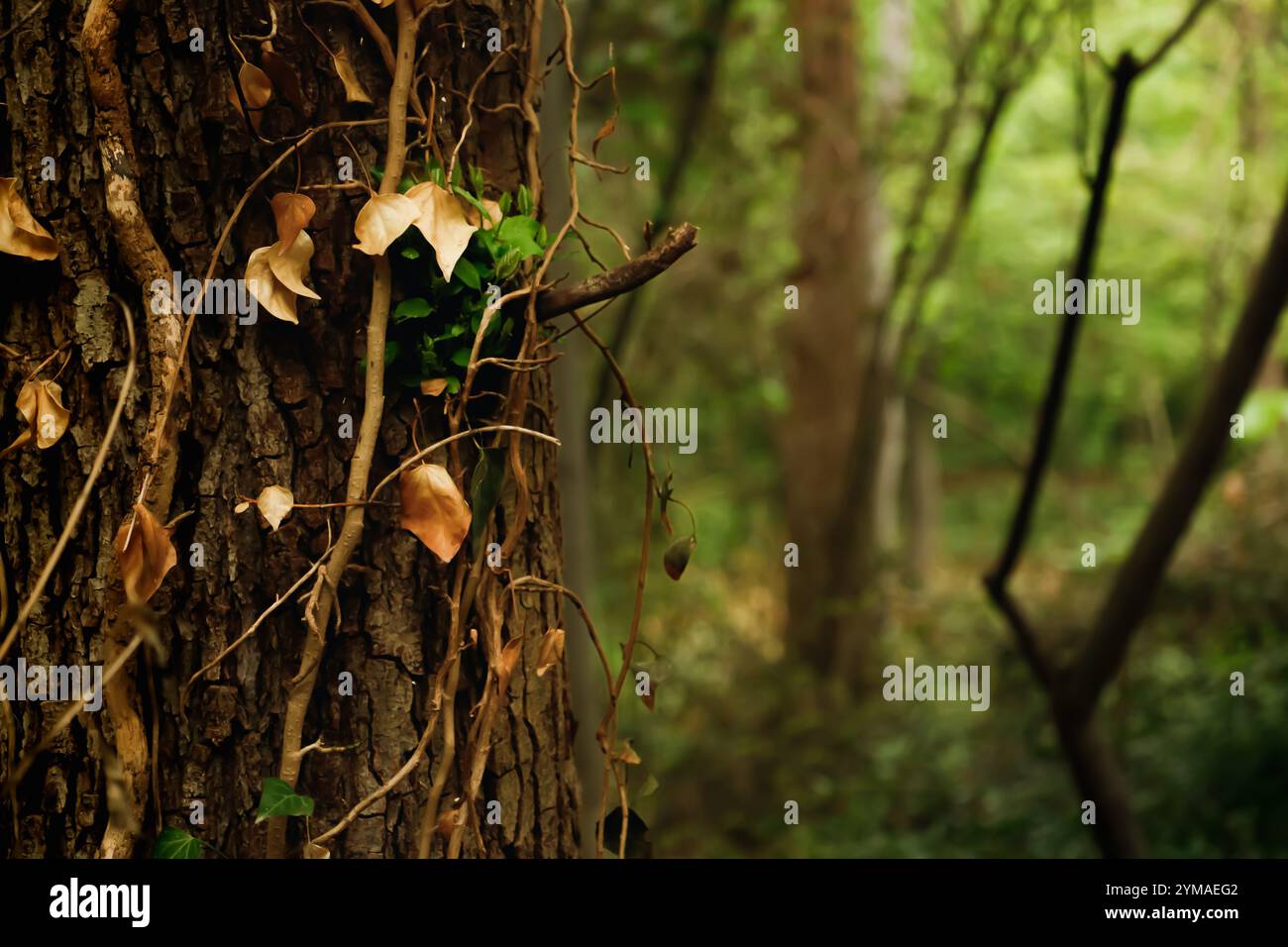 tree in the forest, Close up tree trunk, Ivy leaves, Forest, The dry ...