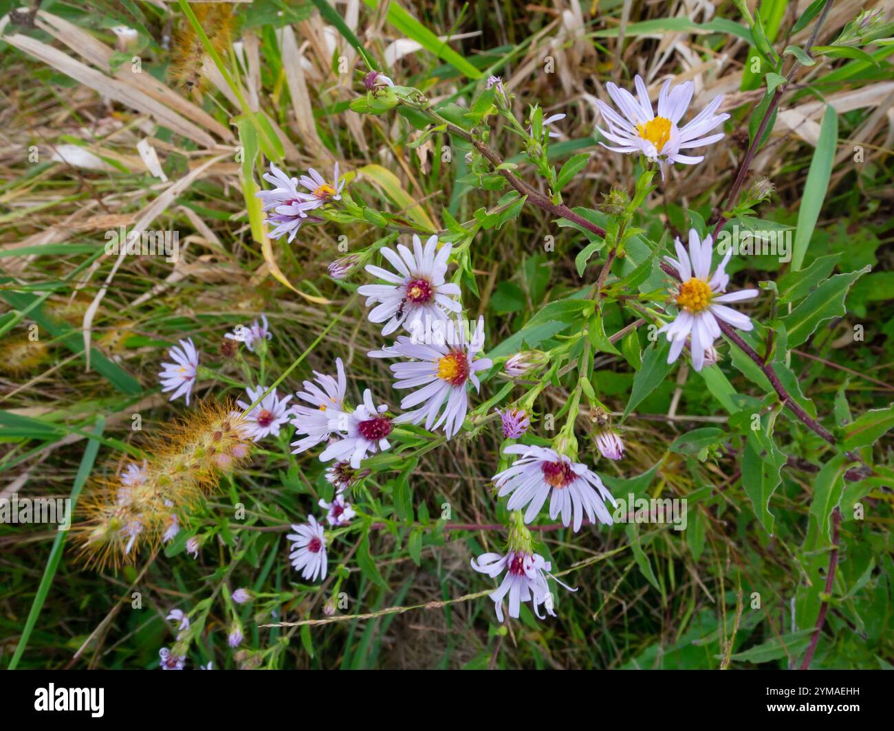 swamp aster (Symphyotrichum puniceum Stock Photo - Alamy
