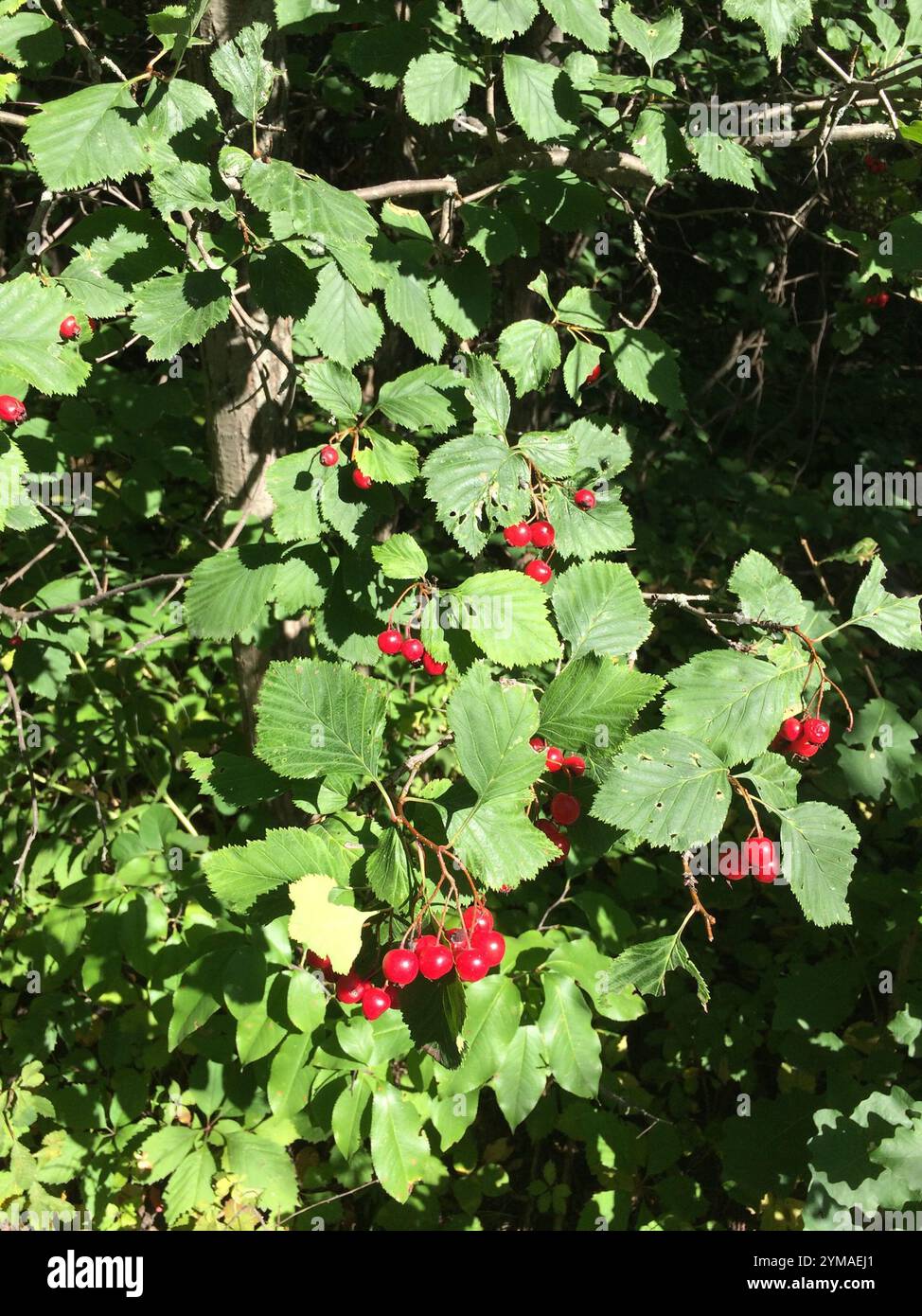 Large-thorn hawthorn (Crataegus macracantha Stock Photo - Alamy