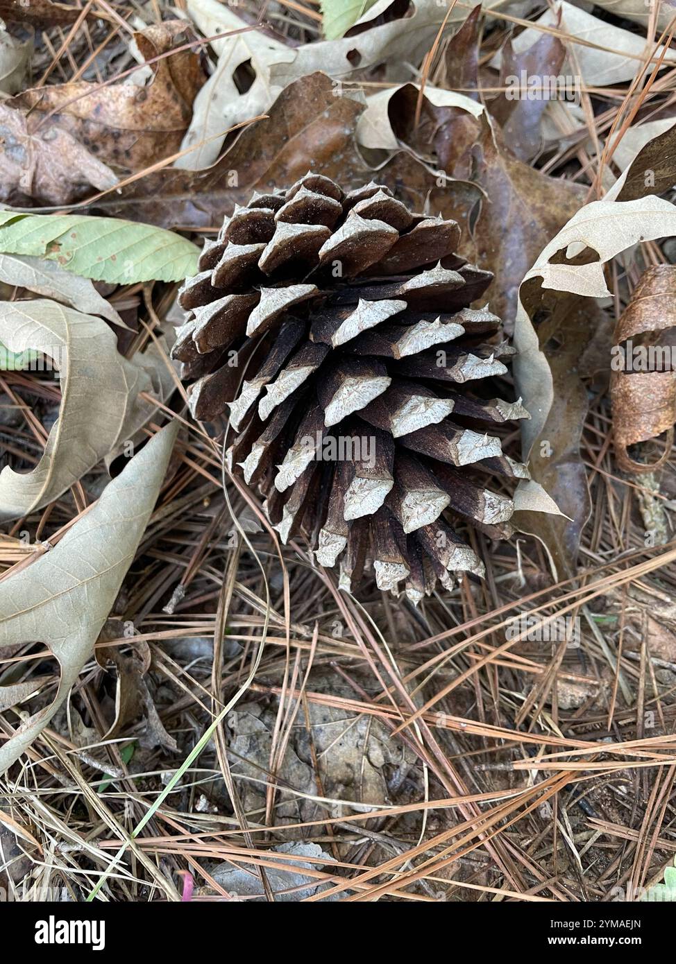 loblolly pine (Pinus taeda Stock Photo - Alamy
