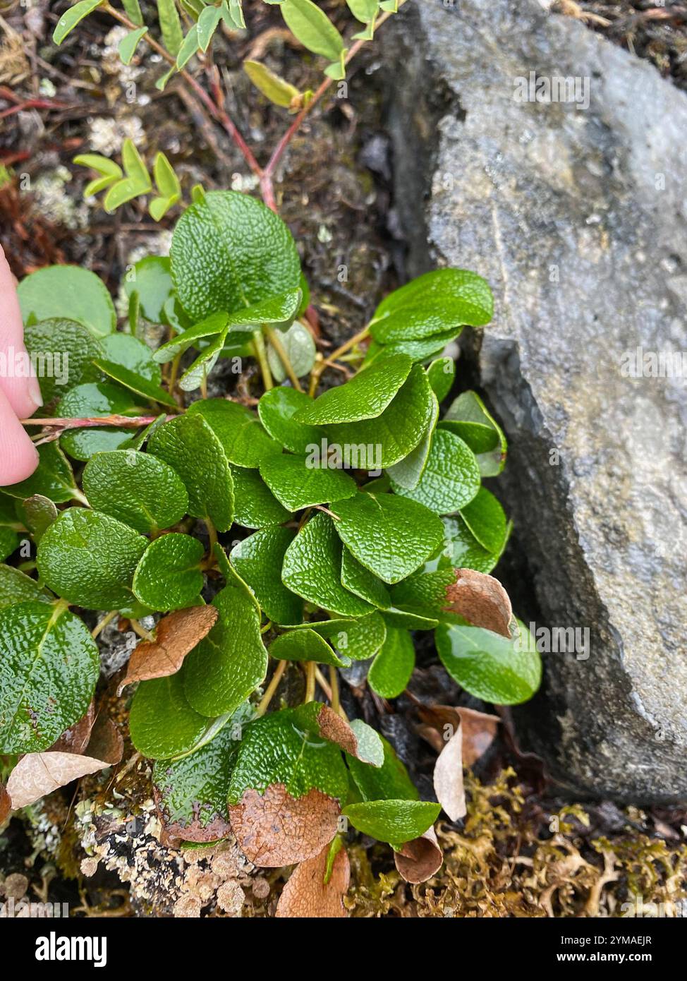 Net-leaved Willow (Salix reticulata Stock Photo - Alamy