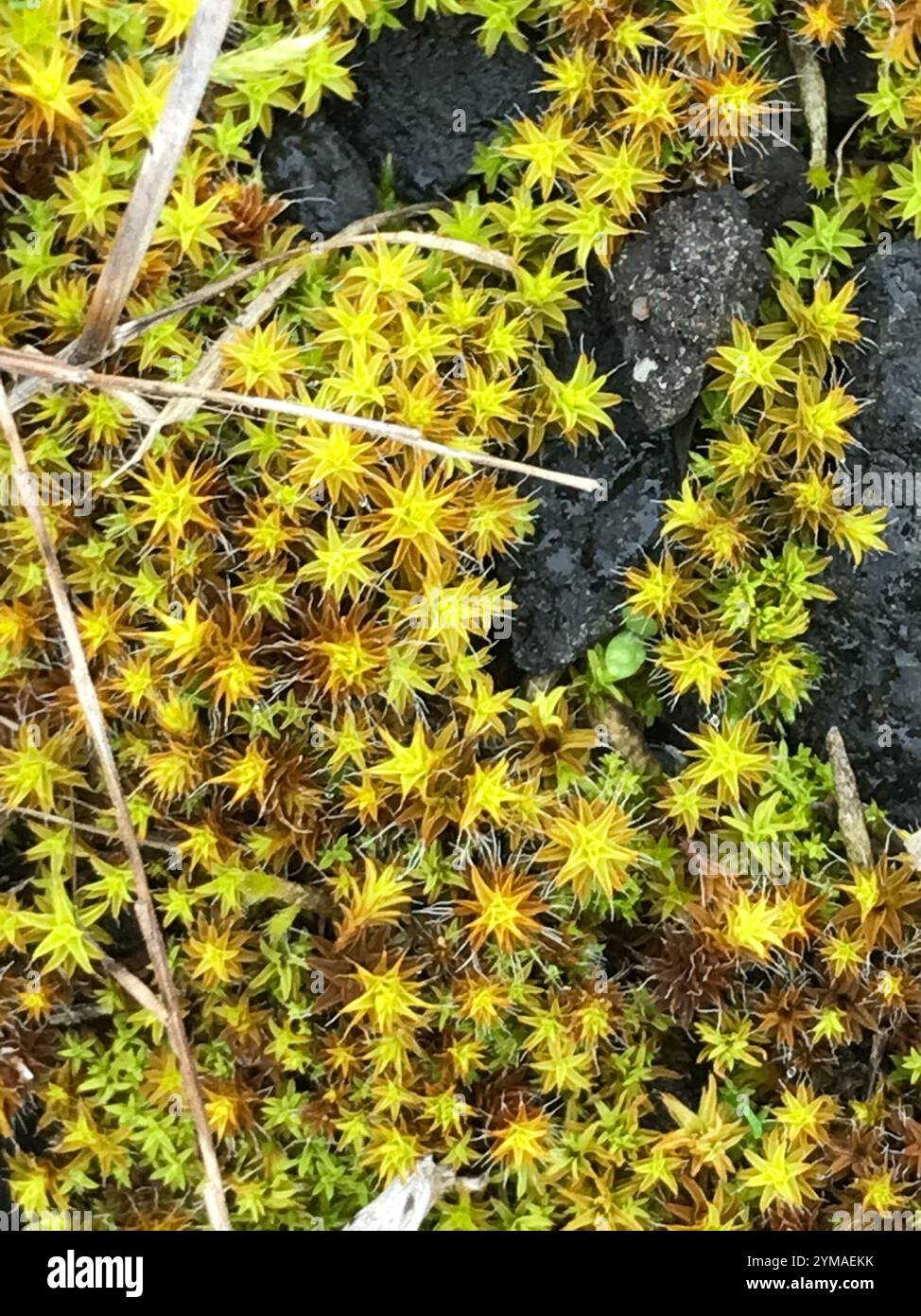 Star Moss (Syntrichia ruralis Stock Photo - Alamy