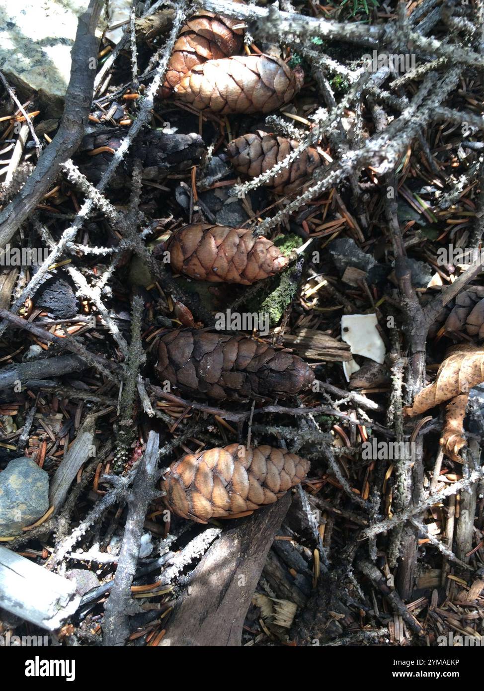 red spruce (Picea rubens Stock Photo - Alamy