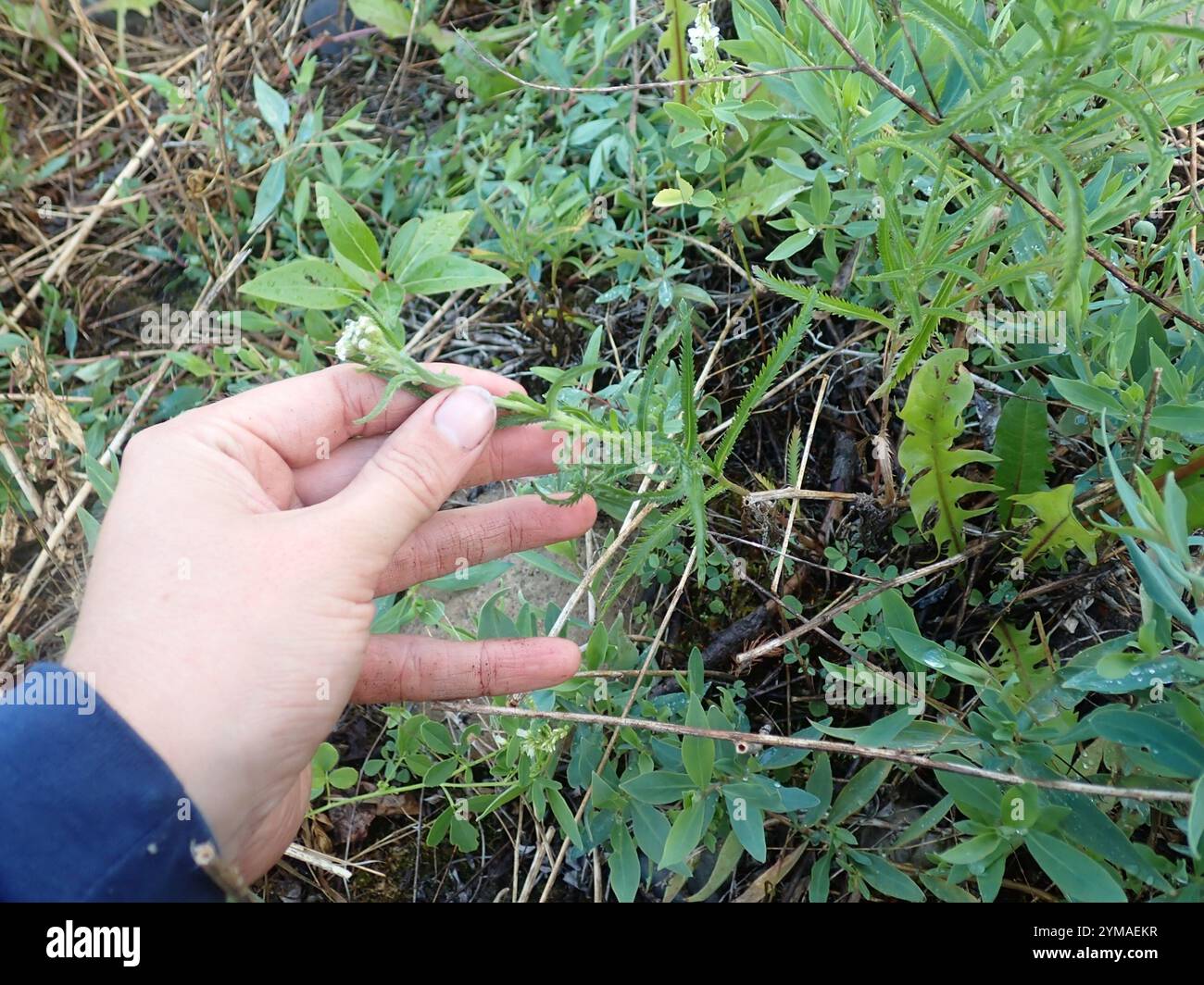 Siberian yarrow hi-res stock photography and images - Alamy