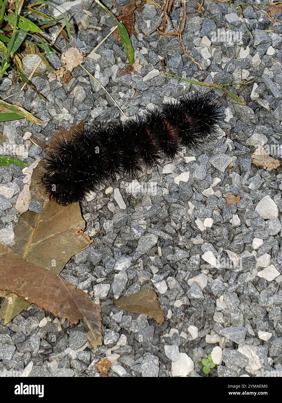 Giant Leopard Moth (Hypercompe scribonia Stock Photo - Alamy