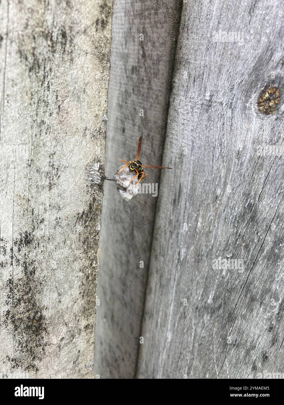 Asian Paper Wasp (Polistes chinensis Stock Photo - Alamy