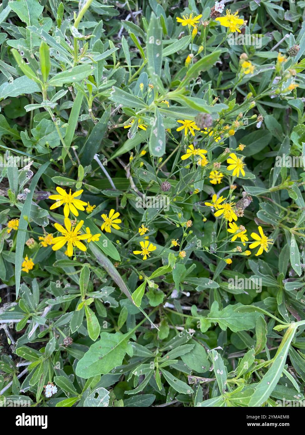 prairie broomweed (Amphiachyris dracunculoides Stock Photo - Alamy
